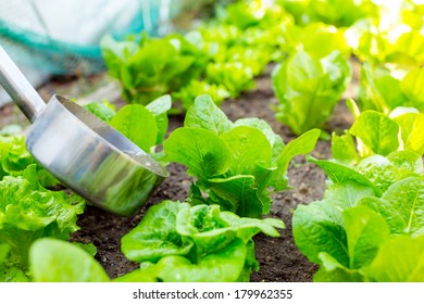 Fertilizer Of Lettuce PPT template 55 | CrystalGraphics