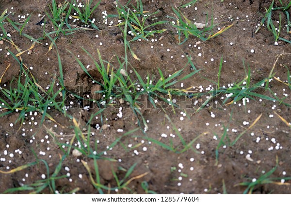 Fertilizing Wheat Soil Nitrogen Phosphorus Potassium Stock Photo (Edit ...