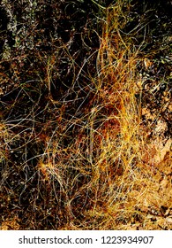 Fiber Root Interweaving Stock Photo 1223934907 | Shutterstock