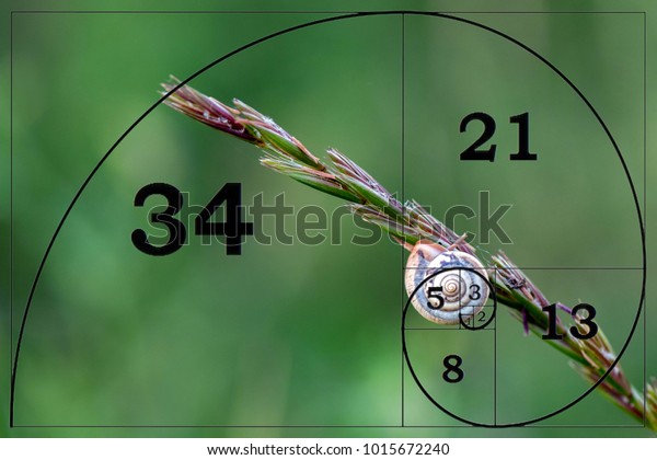 Fibonacci Sequence Mathematical Curves On Snail 库存照片（立即编辑）1015672240