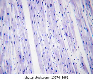 Fibroblasts Under Light Microscope Stock Photo (Edit Now) 1327441691
