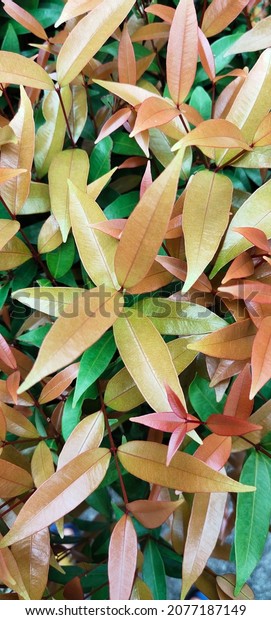 Ficus Altissima Lofty Fig Tree Woody Stock Photo 2077187149 | Shutterstock