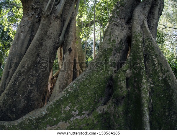 Ficus Benghalensis Indian Banyan Tree Spouth Stock Photo 138564185 ...