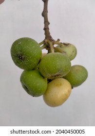 145 Ficus hispida Images, Stock Photos & Vectors | Shutterstock
