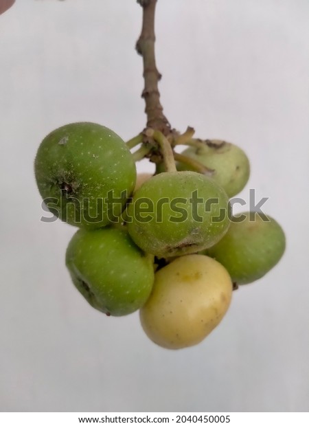 Ficus Hispida Opposite Leaf Fig Small Stock Photo 2040450005 | Shutterstock