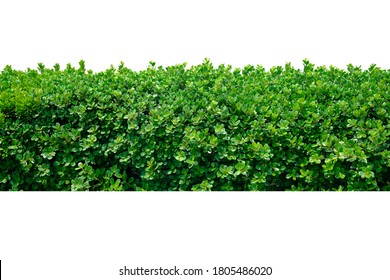 1,085 Ficus hedge Images, Stock Photos & Vectors | Shutterstock