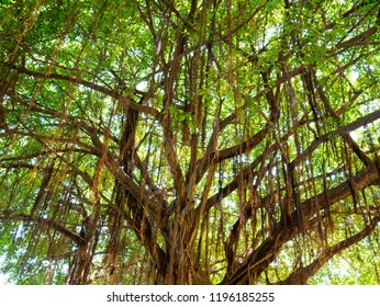 45 Haustorial root Images, Stock Photos & Vectors | Shutterstock