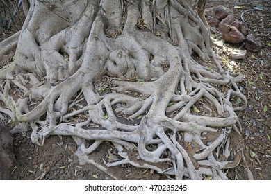 Ficus Microcarpa Tree Root Feature Stock Photo 470235245 | Shutterstock