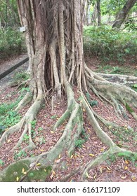 Ficus Microcarpa Tree Root Feature Stock Photo 616171109 | Shutterstock