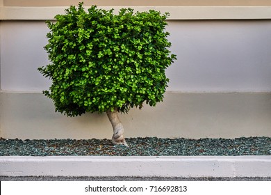 23,966 Square bush Images, Stock Photos & Vectors | Shutterstock