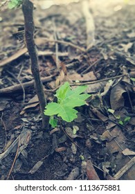 Ficus Tree Fig Sapling Stock Photo 1113675881 | Shutterstock