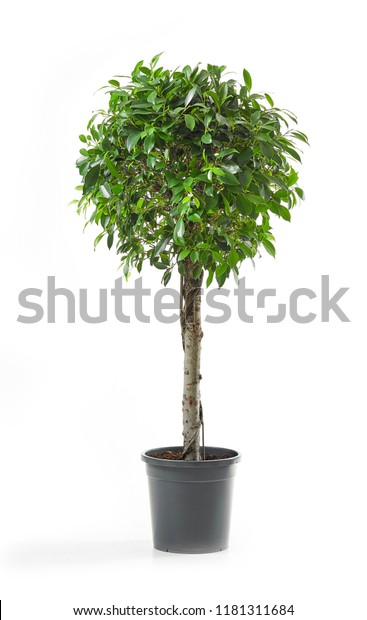 Ficus Tree Isolated On White Background库存照片1181311684 | Shutterstock
