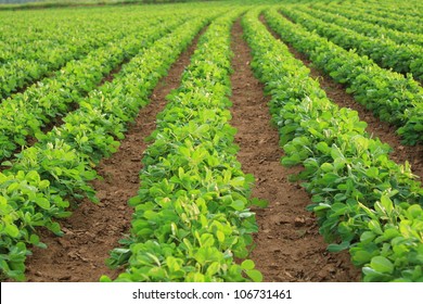 300 Barn with soy field Images, Stock Photos & Vectors | Shutterstock