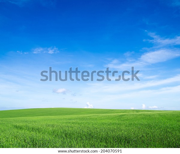Field Stock Photo 204070591 | Shutterstock