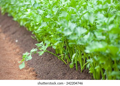 4,744 Celery Field Images, Stock Photos & Vectors | Shutterstock
