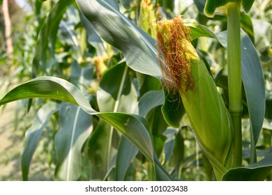 Lots Bananas Hanging Banana Tree Madeira Stock Photo 1622418058 ...