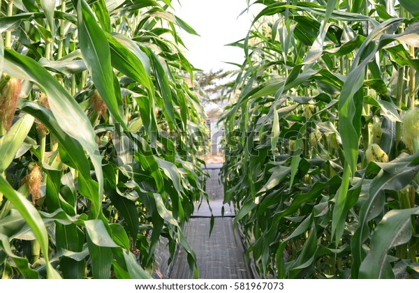 Field Corn Stock Photo 581967073 | Shutterstock