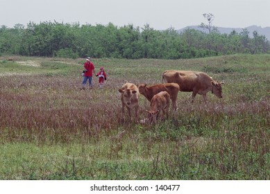 Yak Eastern Himalaya North Sikkim India Stock Photo 1807933078 ...