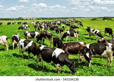397,543 Field of cows Images, Stock Photos & Vectors | Shutterstock