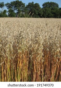 123 Oat Grout Images, Stock Photos & Vectors | Shutterstock