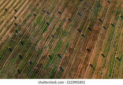 Field Top View Field Hay Haystack Stock Photo (Edit Now) 2123901851