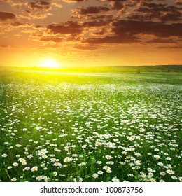 16,039 Sunrise daisy field Images, Stock Photos & Vectors | Shutterstock