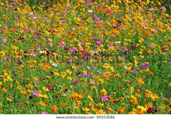 Field Wildflowers Stock Photo (Edit Now) 84353086