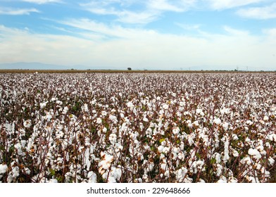 20,458 Green cotton field Images, Stock Photos & Vectors | Shutterstock