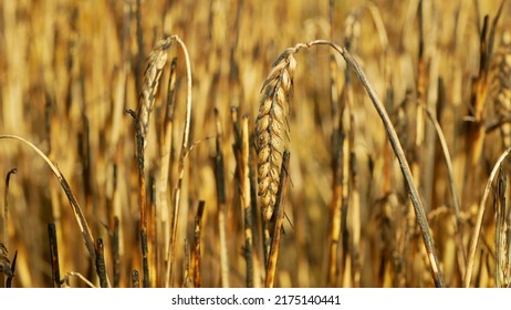 Fields Ears Burnt Fire Flame Barley Stock Photo 2175140441 | Shutterstock