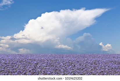 7,460 Flax flower field Images, Stock Photos & Vectors | Shutterstock