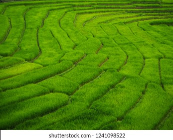 48 Step like paddy field Images, Stock Photos & Vectors | Shutterstock