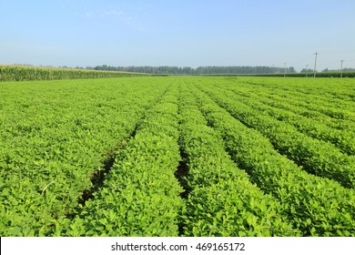 25,463 Nut Field Images, Stock Photos & Vectors | Shutterstock