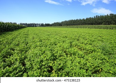 25,463 Nut Field Images, Stock Photos & Vectors | Shutterstock