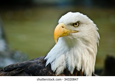 116 imágenes de Bald eagle looking back - Imágenes, fotos y vectores de ...
