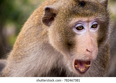 Fierce Monkey Yellow Teeth Stock Photo 782467381 | Shutterstock