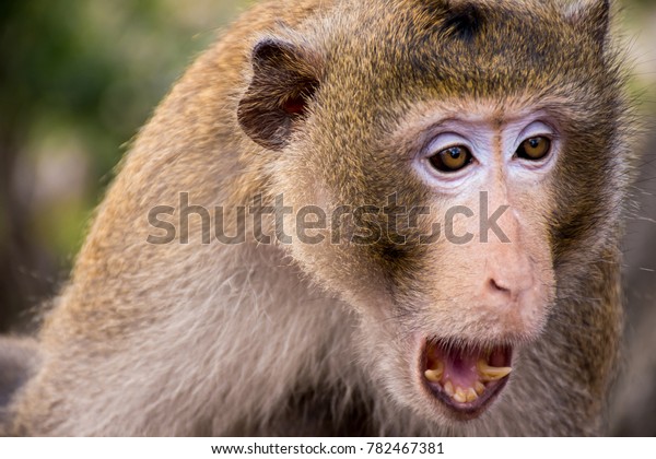Fierce Monkey Yellow Teeth Stock Photo 782467381 | Shutterstock