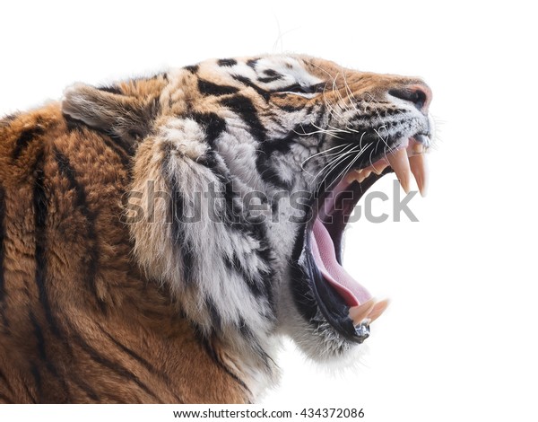 Feulement tigre : 2 421 images, photos et images vectorielles de stock ...