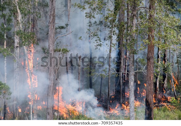 Fiery Blaze Moving Through Trees Creating Stock Photo (Edit Now) 709357435