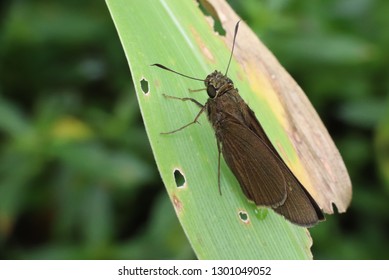 Fiery Skipper Moth On Leaf Stock Photo 1301049052 | Shutterstock