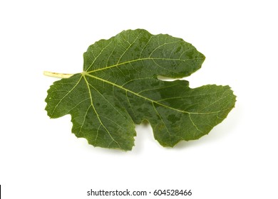 Fig Leaf Stock Photo 604528466 | Shutterstock