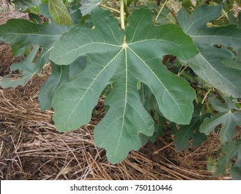 54 Korean Fig Tree Images, Stock Photos & Vectors | Shutterstock