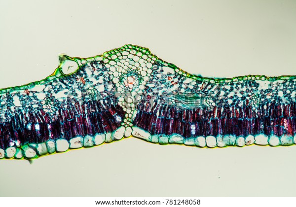 Fig Leaf Cross Section Stock Photo 781248058 | Shutterstock