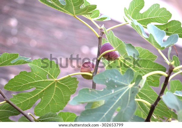 Fig Tree Blooming Stock Photo 302653799 | Shutterstock
