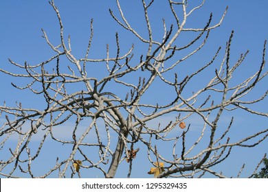 43 Aphyllous plant Images, Stock Photos & Vectors | Shutterstock