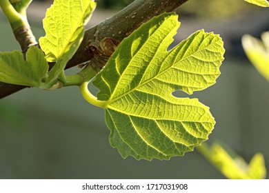 Fig Tree Sprouts Spring Stock Photo 1717031908 | Shutterstock