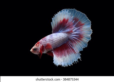 Rawboned Images, Stock Photos & Vectors | Shutterstock