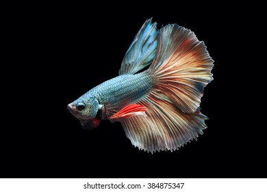 Rawboned Images, Stock Photos & Vectors | Shutterstock