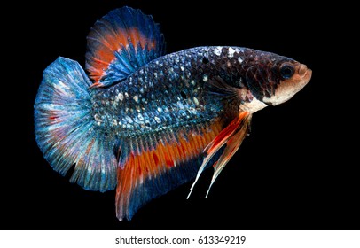 Fighting Fish Stock Photo 613349219 | Shutterstock