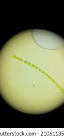 1,014 Filamentous algae Images, Stock Photos & Vectors | Shutterstock