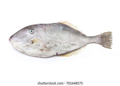 75 Thread sail filefish Images, Stock Photos & Vectors | Shutterstock